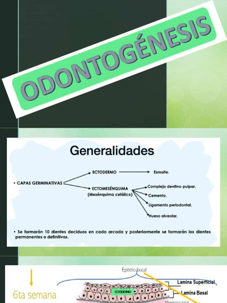 Odontogenesis - Embrio | PDF