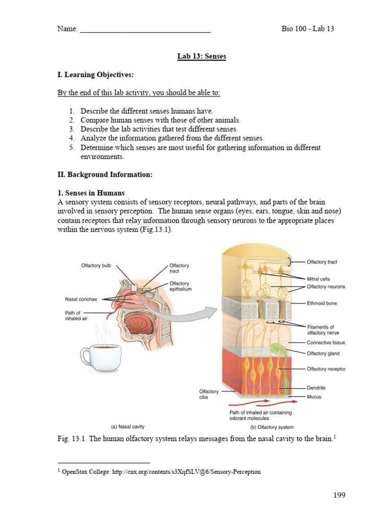 Our sense lab activity | PDF | Senses | Taste