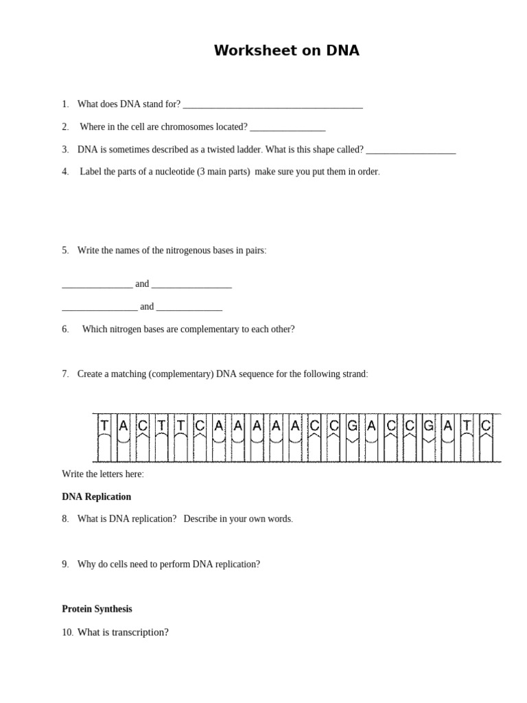 DNA Replication and Protein Synthesis Worksheet | PDF