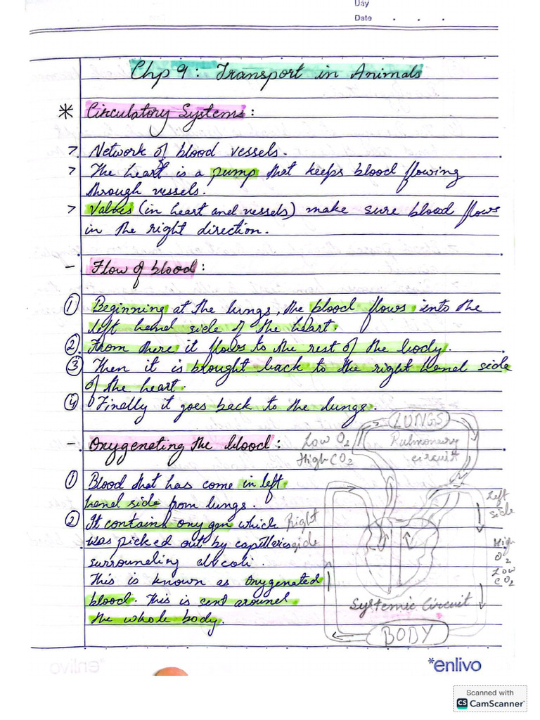 CHP 9 Transport in Animals | PDF