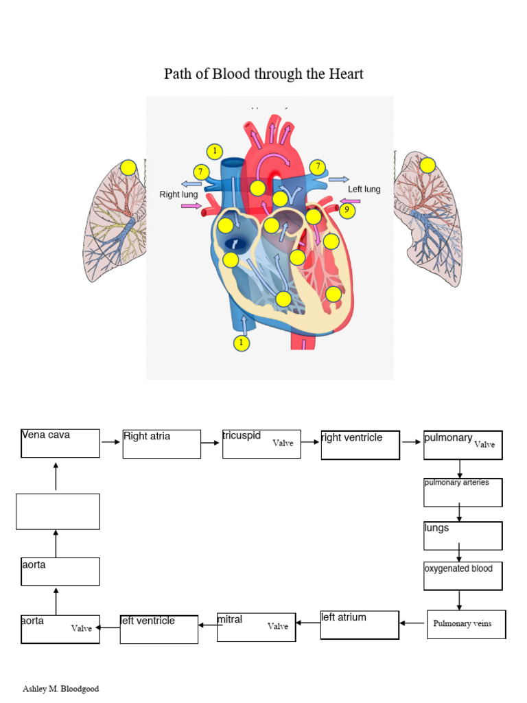 Blood Flow Worksheet_FillablePDF copy | PDF