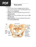Anatomy of the Pelvis Explained | PDF | Pelvis | Vertebra