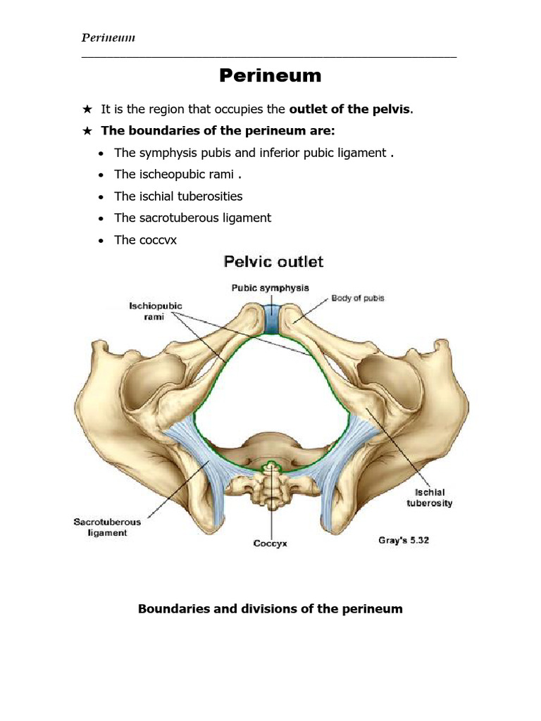 Anatomy PERINEUM 2023 (Recovered) (Recovered) | PDF | Pelvis