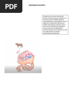 Atlas del Desarrollo Embrionario del Perro | PDF | Embrión | Procesos ...