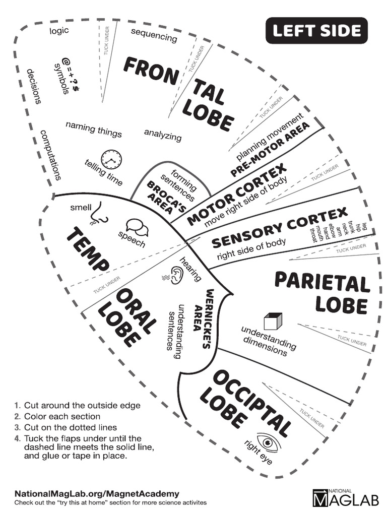 Brain Cerebrum Hat | PDF