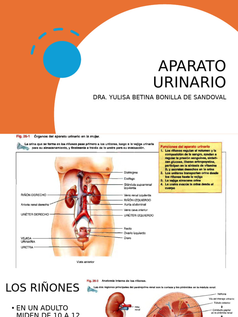 Aparato Urinario | PDF