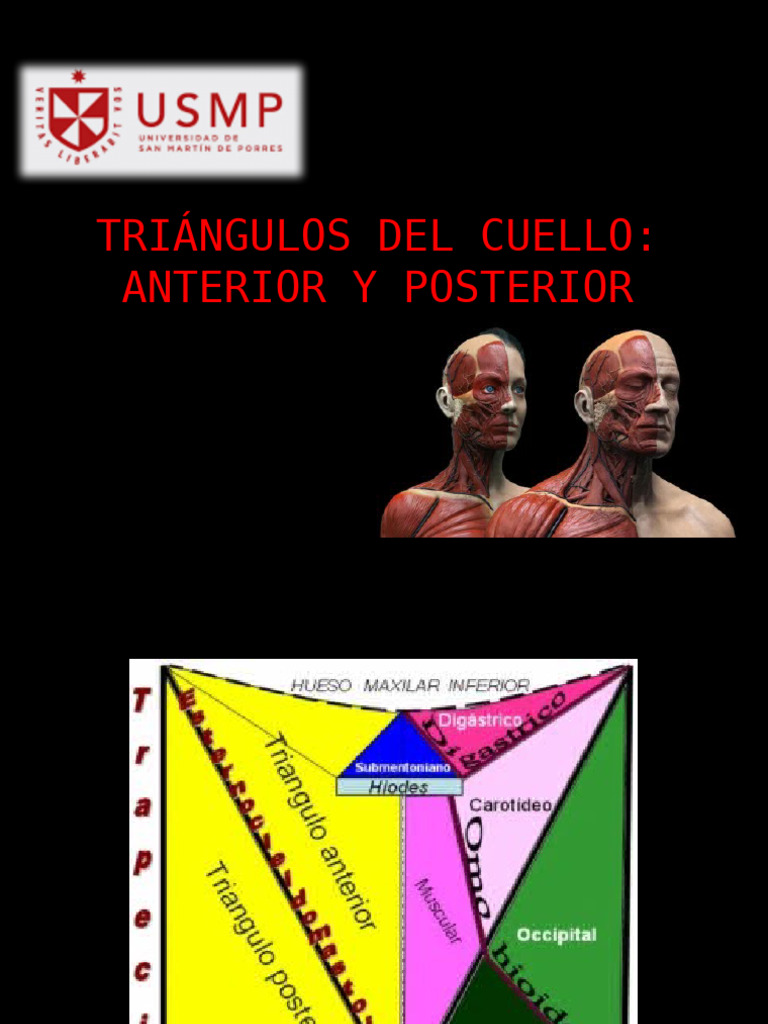 Triangulos Del Cuello | PDF | Laringe | Otorrinolaringología
