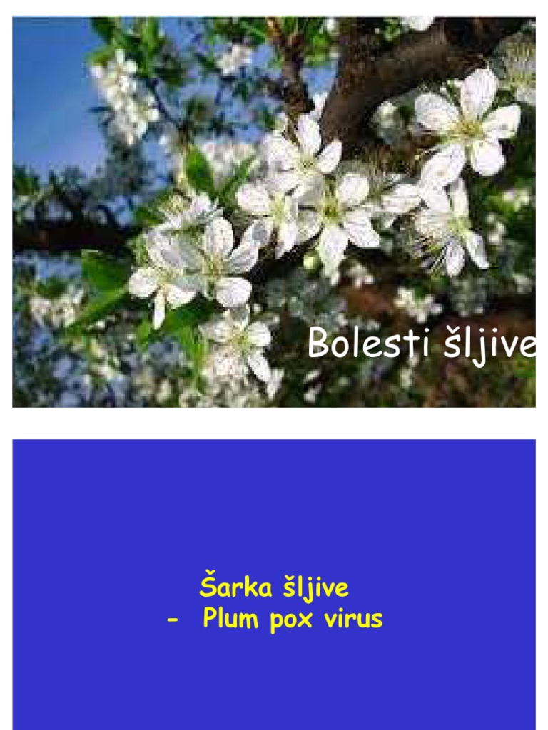 Bolesti Šljive | PDF