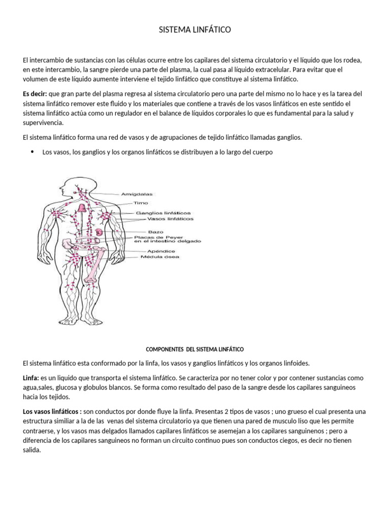 Sistema Linfático | PDF | Sistema linfático | Sistema circulatorio