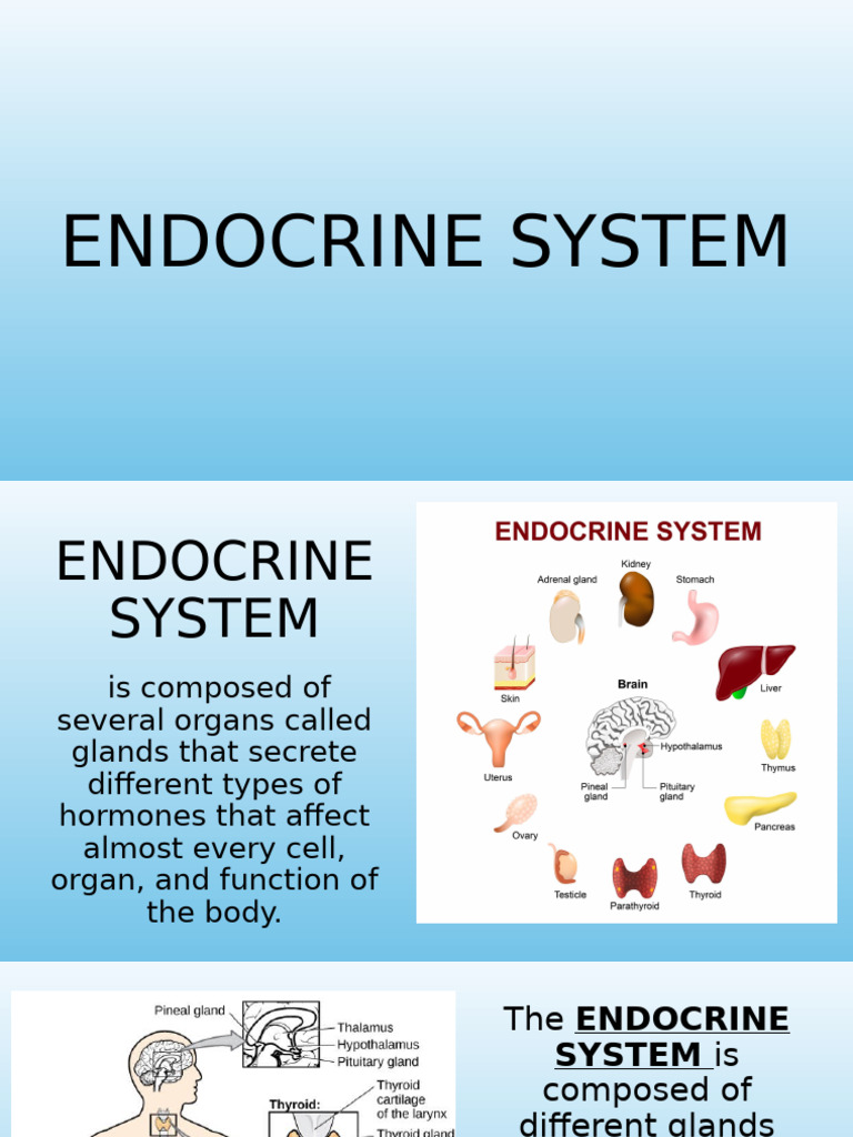LESSON-4.-ENDOCRINE-SYSTEM (1) | PDF | Human Body | Luteinizing Hormone