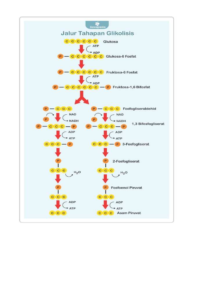 Jalur Glikolisis Biologi Azril | PDF