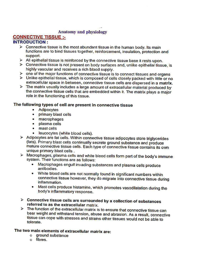 Connective Tissue | PDF