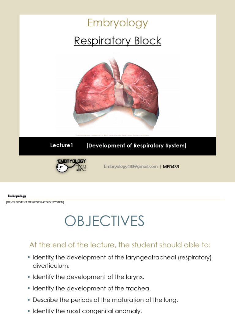 Respiratory System Embryology Overview | PDF | Lung | Respiratory System