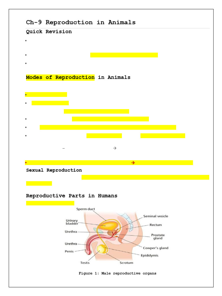Animal Reproduction: Processes & Organs | PDF | Sexual Reproduction ...