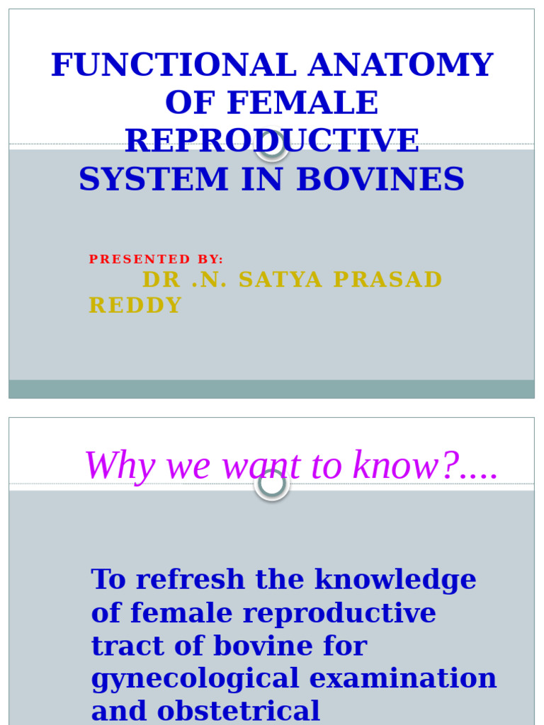 Anotomy of Reproductive Organs | PDF | Uterus | Reproductive System