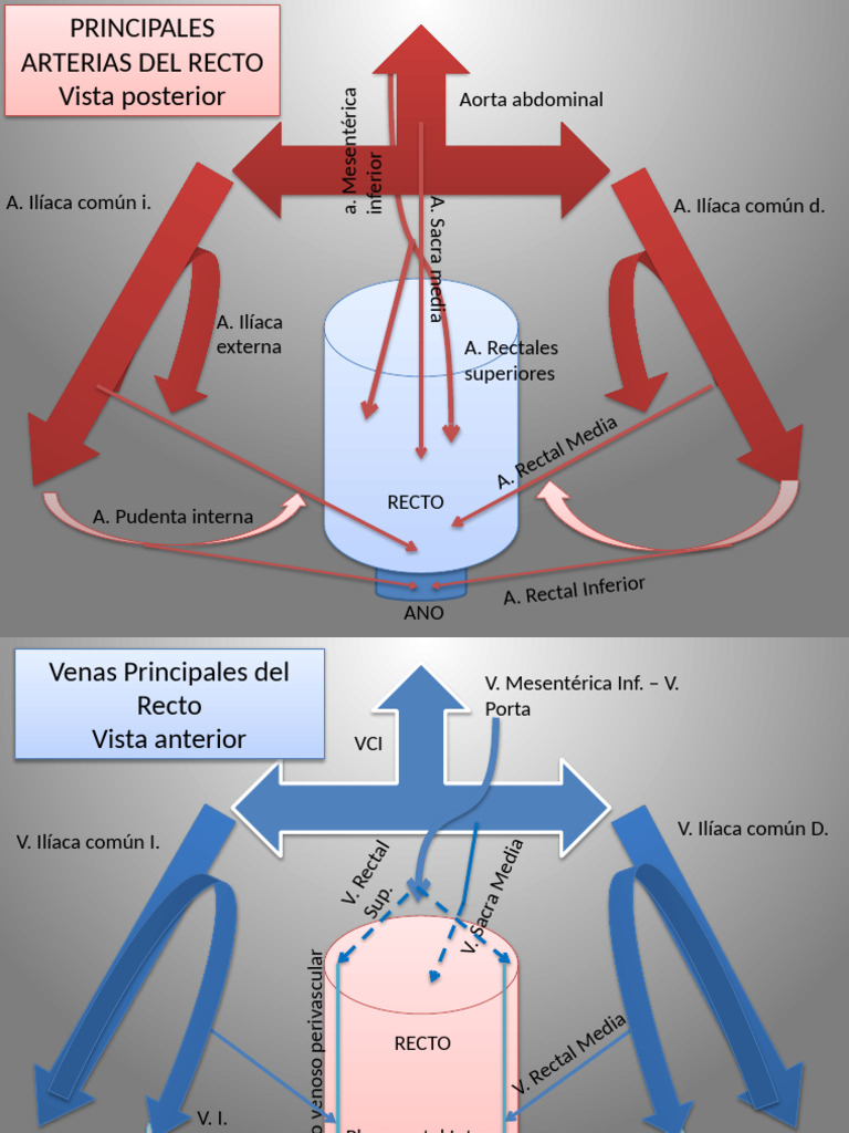Arterias y venas del recto y ano | PDF | Recto | Abdomen
