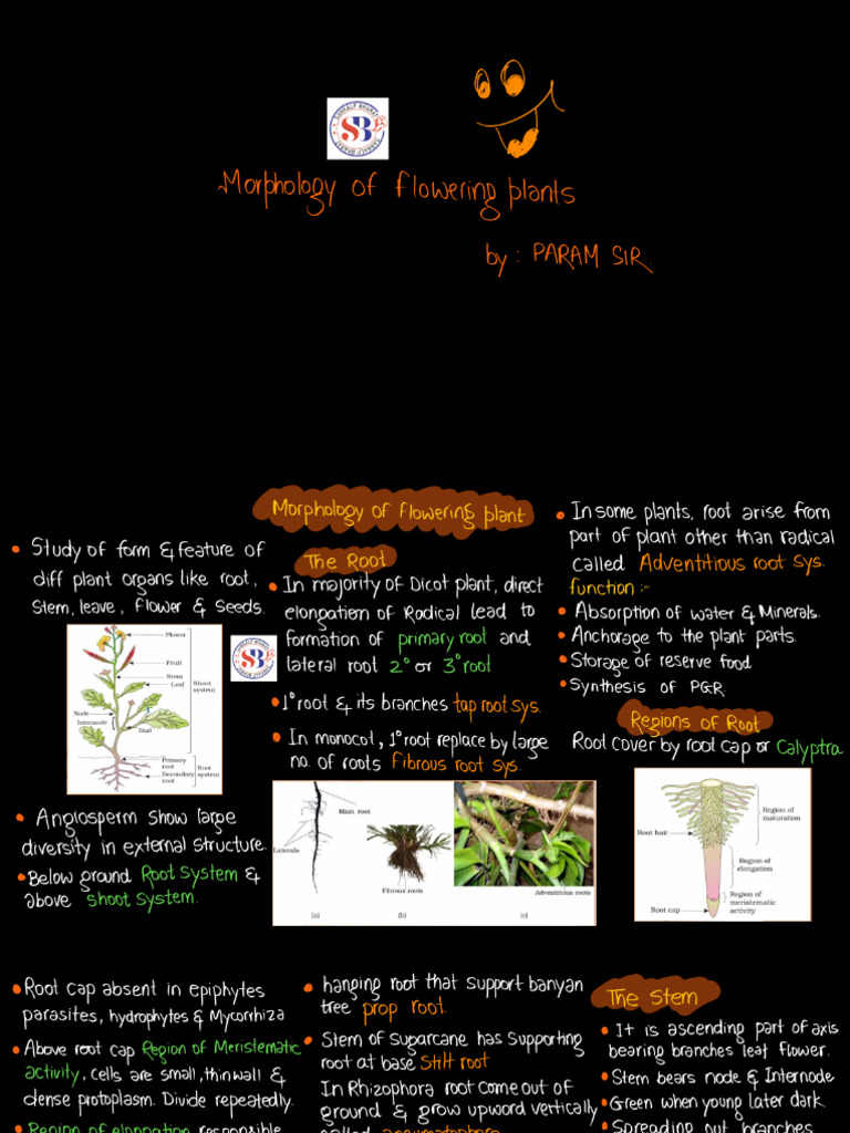 Mind Map Morphology of Flowering Plant Param Sir 29 April | PDF