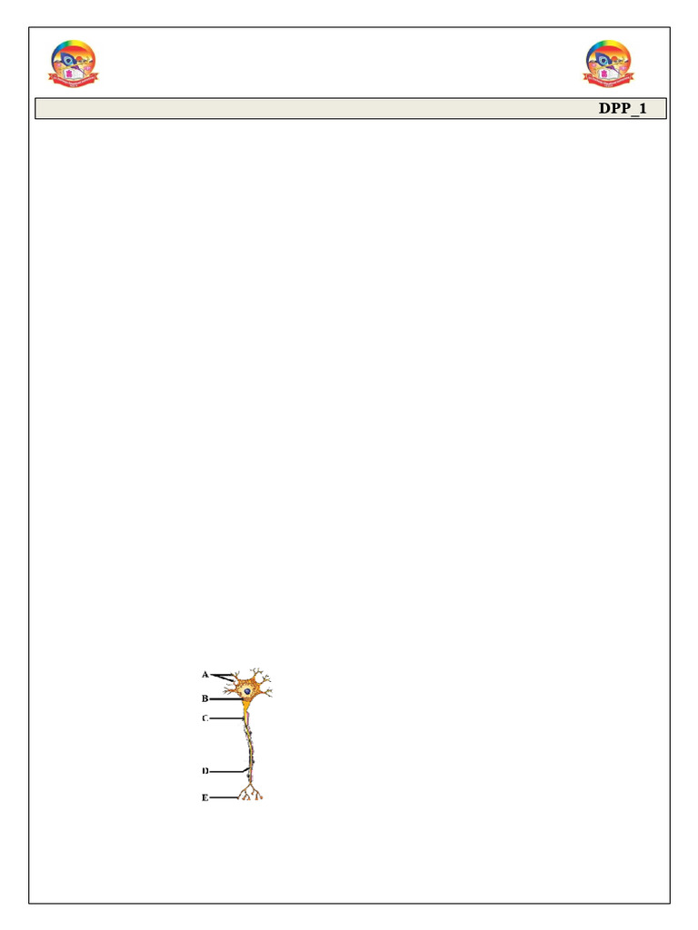 Neural Control & Coordination Dpp-1 | PDF | Axon | Action Potential