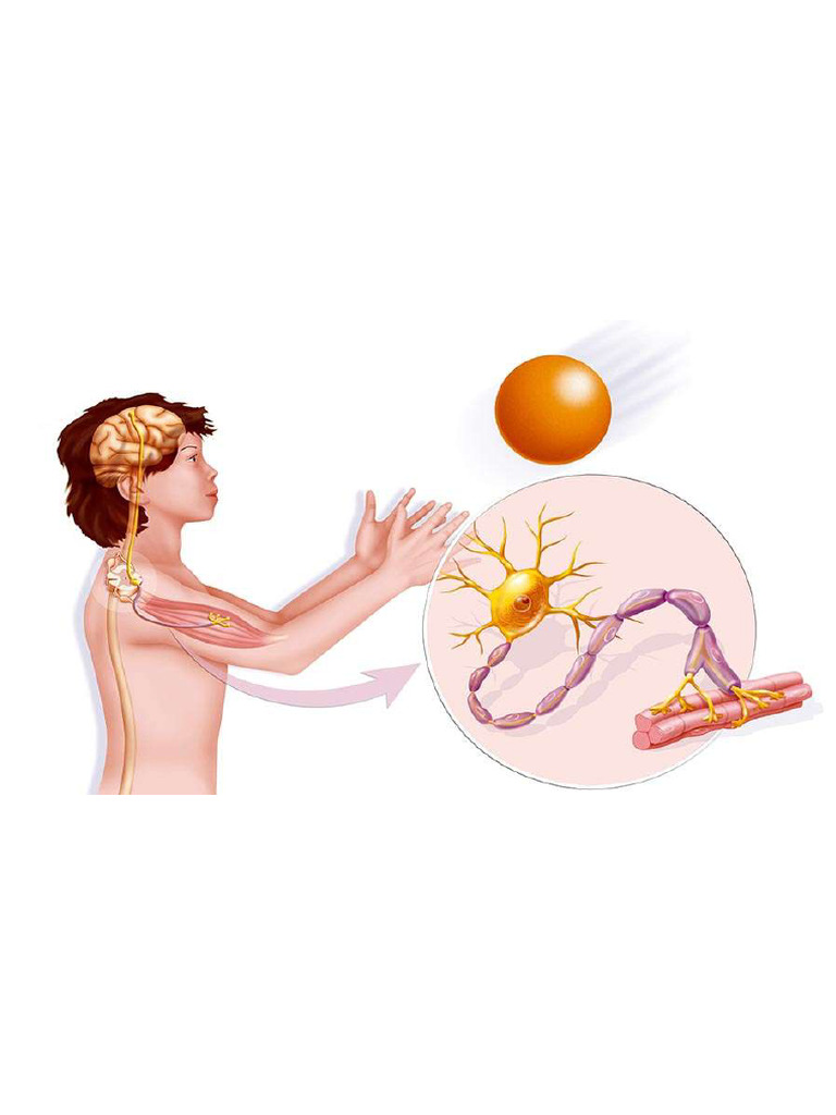 Neuromuscular System Illustration A57386 | PDF