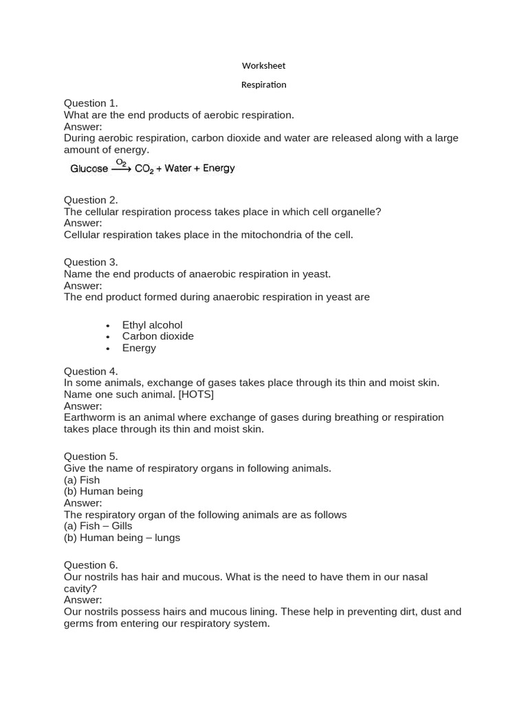 Worksheet With Answer Respiration | PDF | Respiratory System | Exhalation