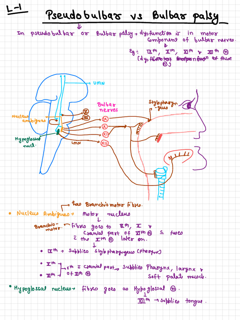 Pseudobulbar & Bulbar Palsy | PDF