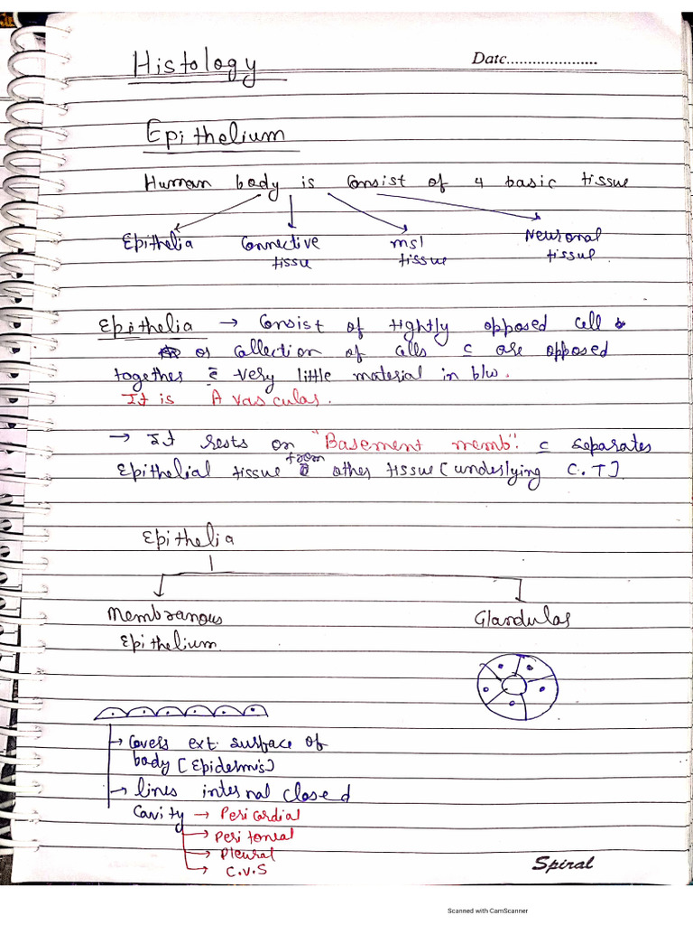 Histology of GIT ,Liver ,Lymph Node & Spleen | PDF
