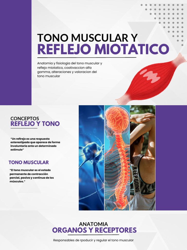 Tono Muscular y Reflejo Miotático | PDF | Músculo | Contracción muscular