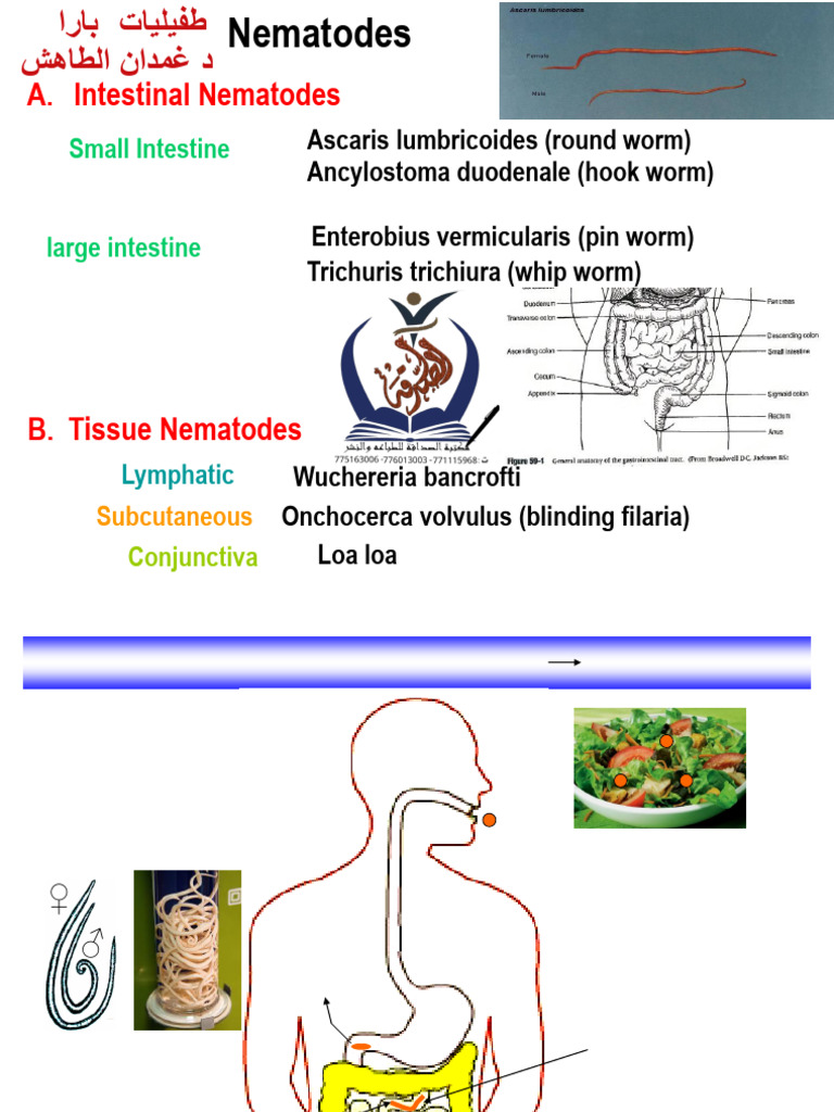 Parasite | PDF | Anemia | Diseases And Disorders