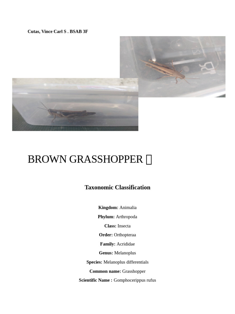 Grasshopper Classification | PDF