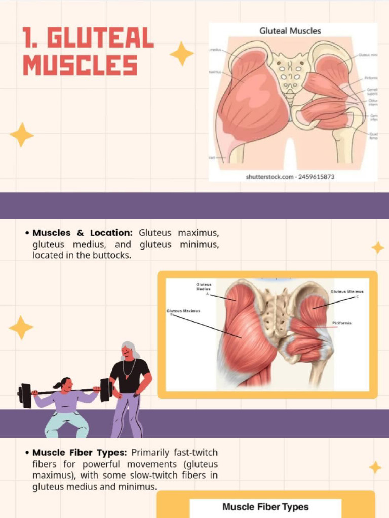 Gluteal Muscles | PDF