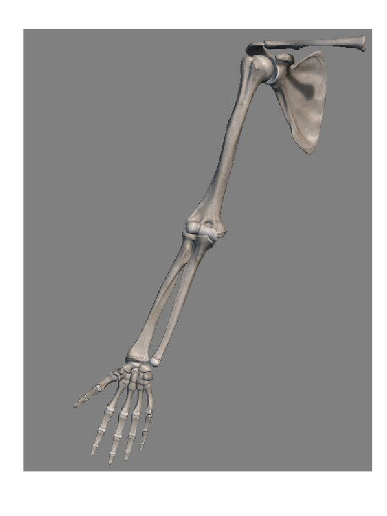 BRAS | PDF