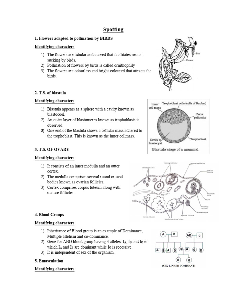 Biology Practical Exam 2025 | PDF | Sperm | Ovary