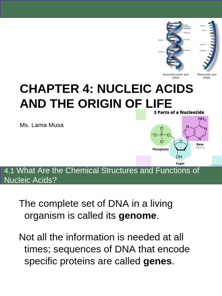 BIO201 Lecture 5 Nucleic Acids(1) | PDF