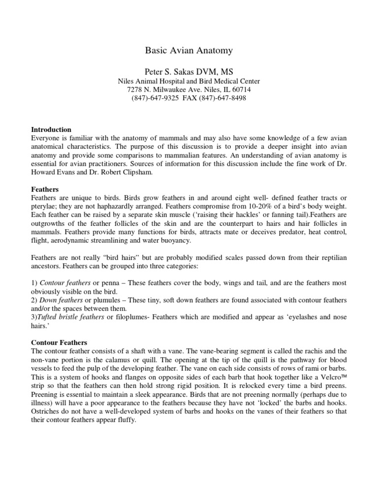 Basic Avian Anatomy | PDF | Lung | Respiratory System