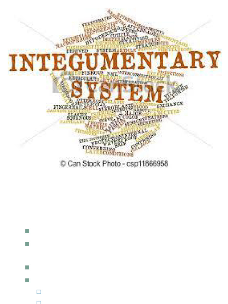 Overview of the Integumentary System | PDF | Skin | Integumentary System