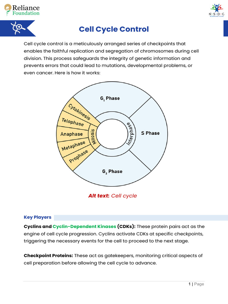 Cell_Cycle_Control | PDF | Cell Cycle | Mitosis