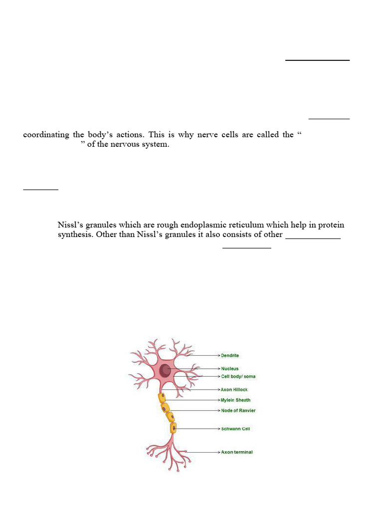 Ch 6 notes and PYQs | PDF | Neuron | Synapse