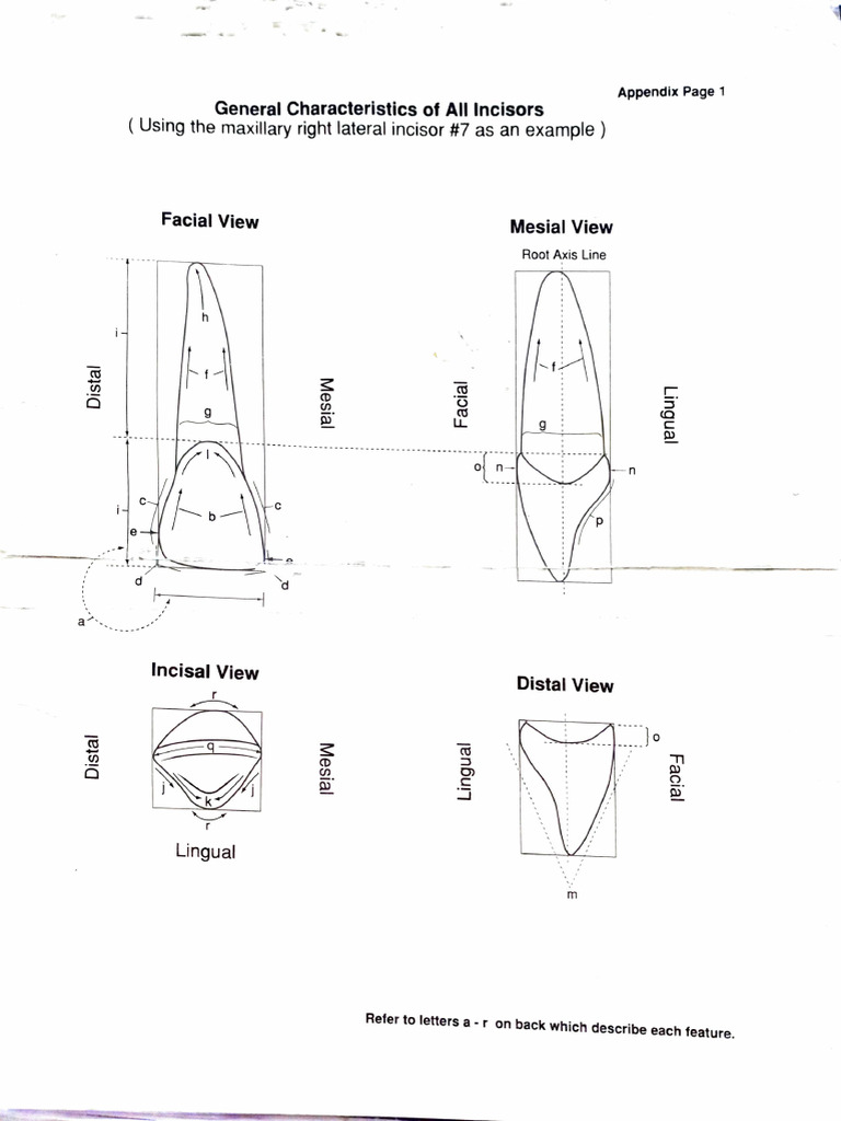 General Characteristics of Tooth | PDF | Tooth | Dental Anatomy