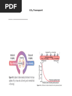 Chloride Shift: Mechanism and Function | PDF