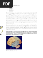 Brain Parts & Mnemonics Guide | PDF | Cerebral Hemisphere | Cerebral Cortex