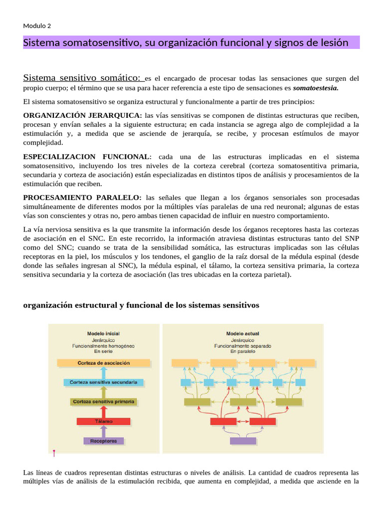 Modulo 2 NEURO | PDF | Corteza cerebral | Ct Scan