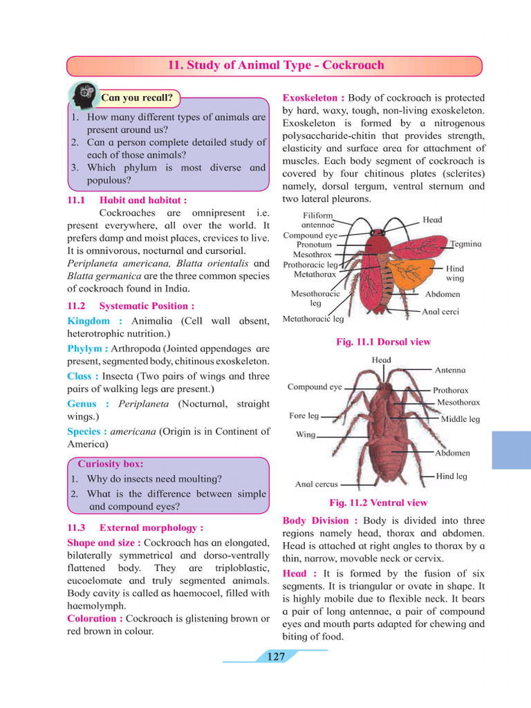 Study-of-animal-type-cockroach-6 | PDF