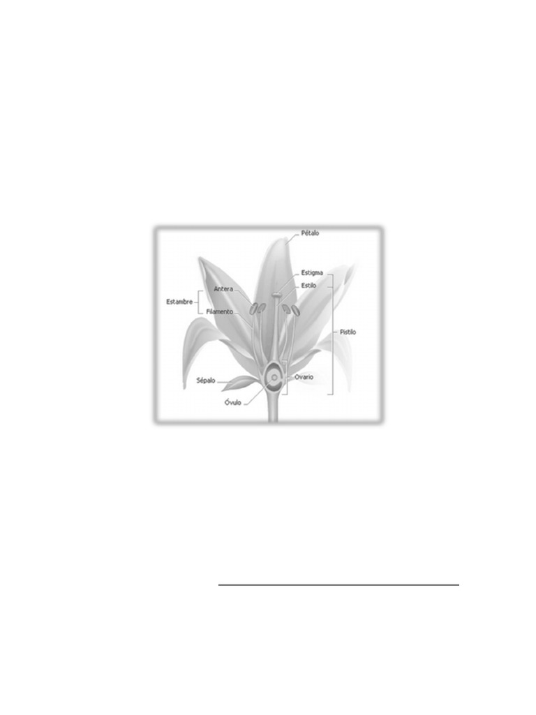 Libreta de Practicas BOTANICA | PDF | Hongo | Algas