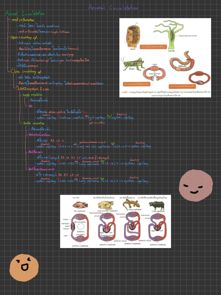 Animal Circulation | PDF