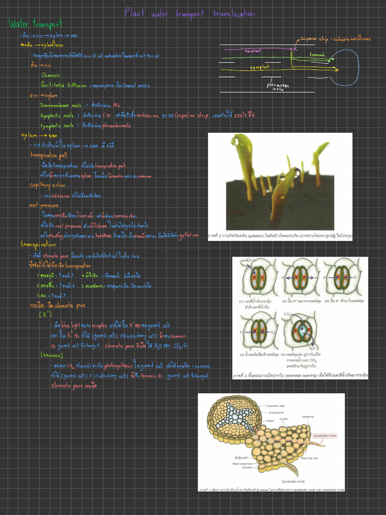 Plant Water Transport and Phloem Translocation | PDF