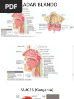 Anatomía del Paladar Duro y Blando | PDF