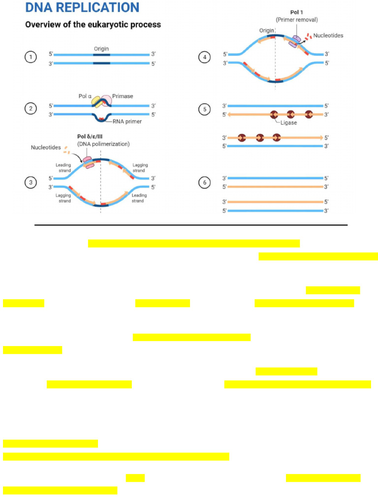 4-DNA Replication-05-08-2024 | PDF | Dna Replication | Dna