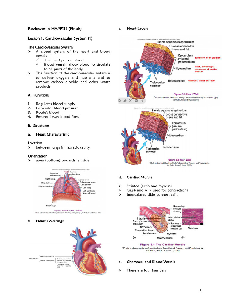 Anatomy of the Heart and Circulation | PDF | Heart | Heart Valve