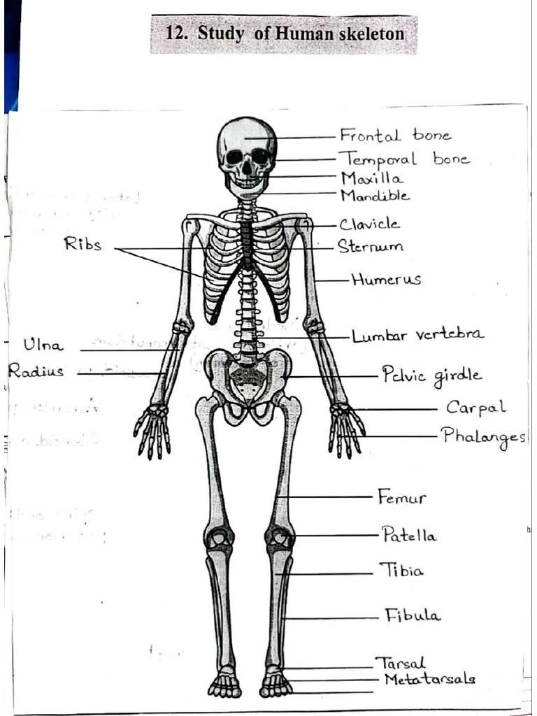 Skeleton | PDF