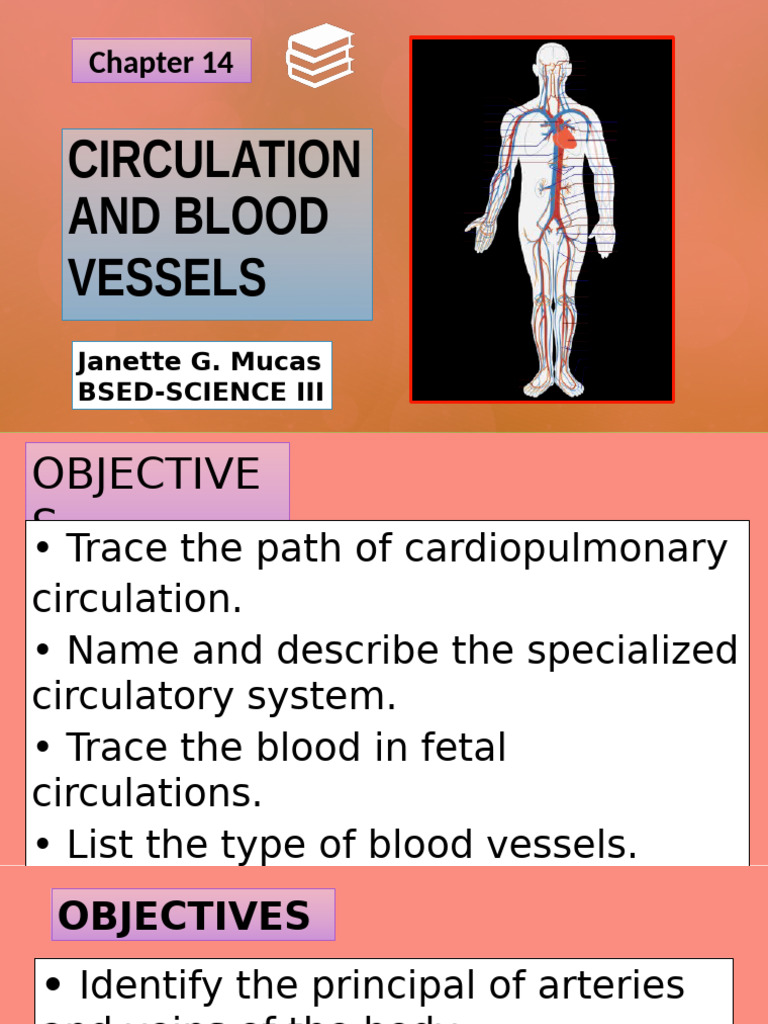 Circulation and Blood Vessels | PDF | Artery | Vein